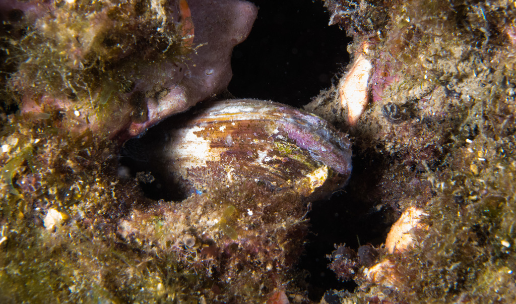 Date Shell from Girona, ES-CT, ES on August 20, 2020 at 04:29 PM by ...