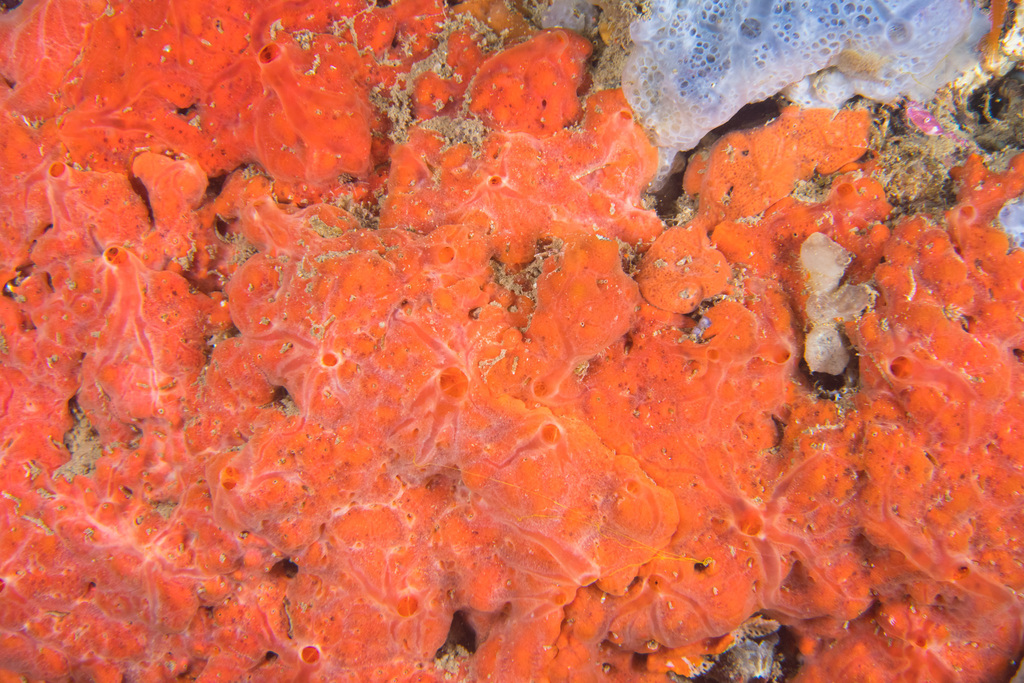 Oyster Sponge from Girona, ES-CT, ES on August 20, 2020 at 05:09 PM by ...