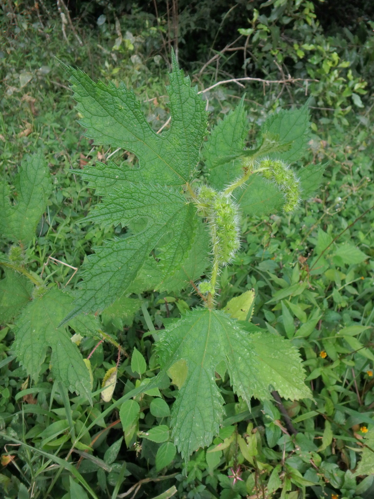 Burweeds from Endebess, Kenya on November 16, 2016 at 10:35 AM by ...