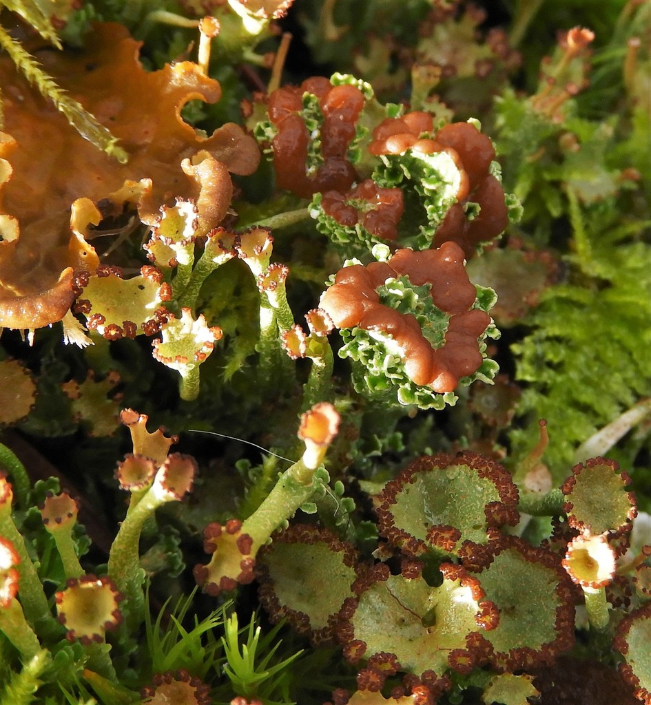 Ladder Lichen from Nanaimo, BC, Canada on January 23, 2021 at 01:16 PM ...