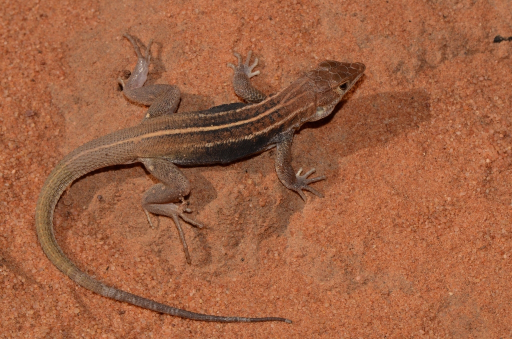 Bushveld Lizard (Reptiles of Botswana) · iNaturalist