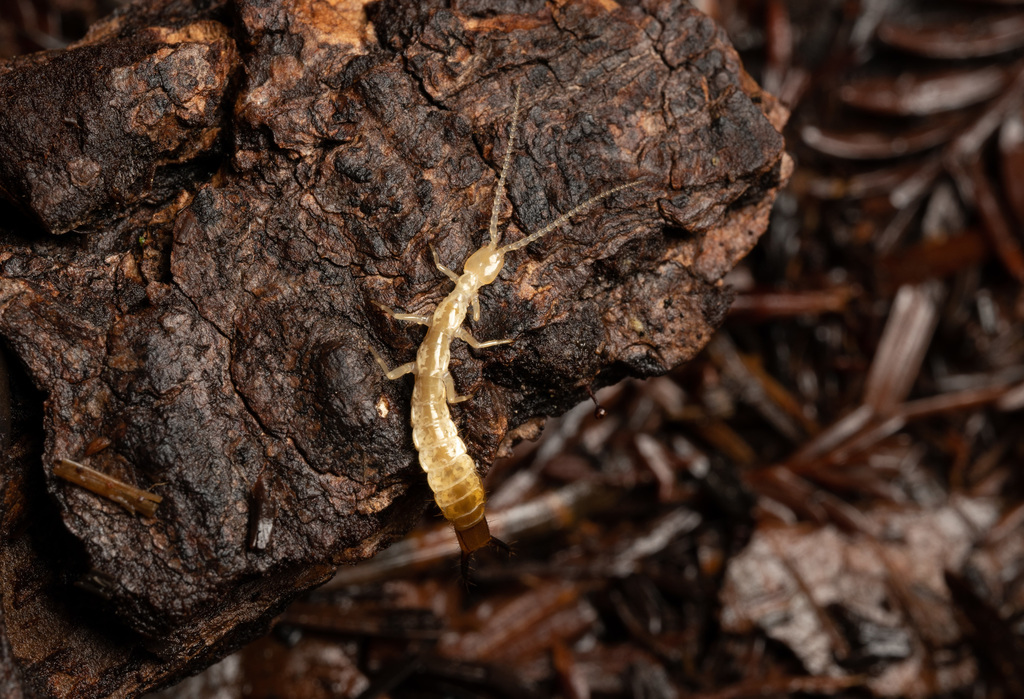 Occasjapyx californicus in January 2021 by Elliott Smeds. I hadn't ...