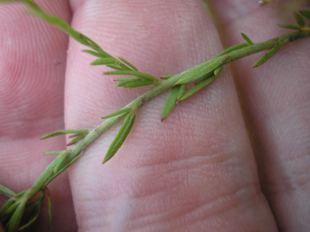 Sandhill Pinweed (Lechea torreyi) - Botanical Realm