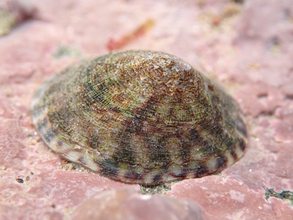Tortoiseshell Limpet from Kings, Nova Scotia, Canada on January 17 ...