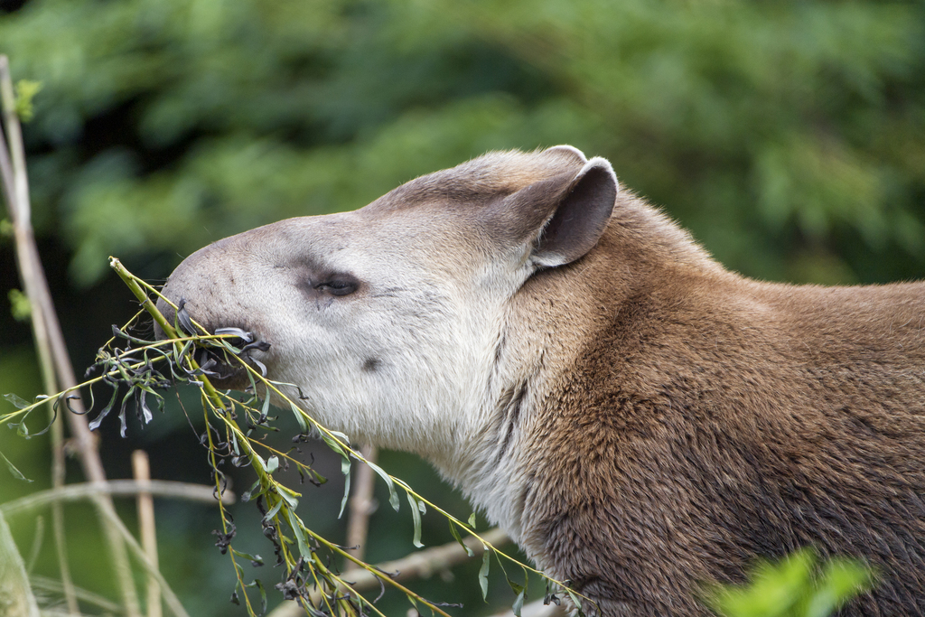 Odd-toed Ungulates (Perissodactyla) - Know Your Mammals
