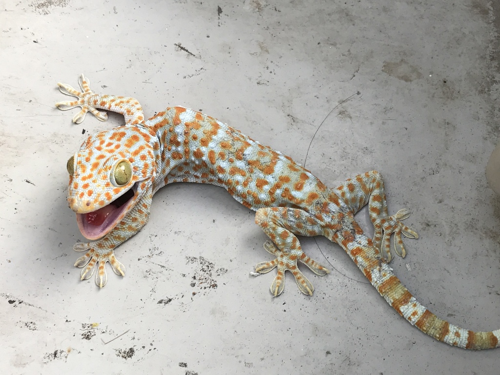 Tokay Gecko in March 2017 by Bruce Mitchener · iNaturalist