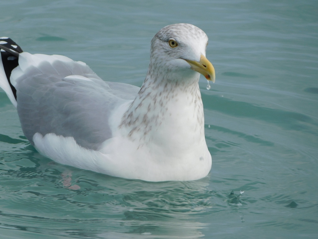Large White-headed Gulls from Chicago Loop, Chicago, IL, USA on January ...