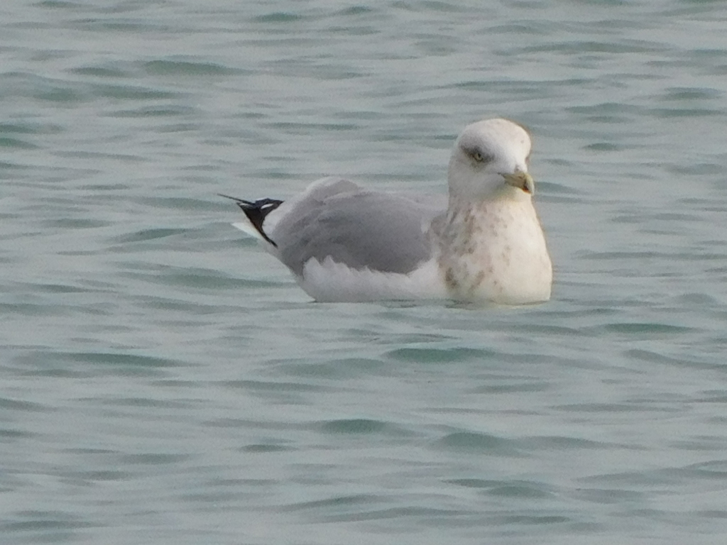 Large White-headed Gulls from Chicago Loop, Chicago, IL, USA on January ...