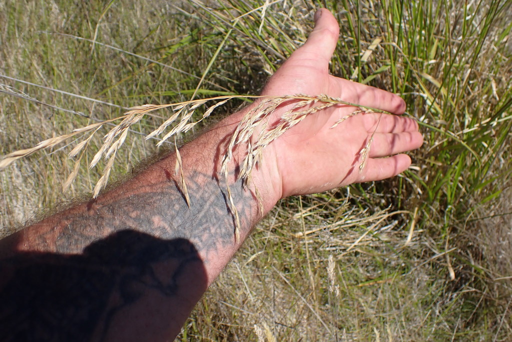 grasses from Springvale, New Zealand on January 14, 2021 at 02:29 PM by ...