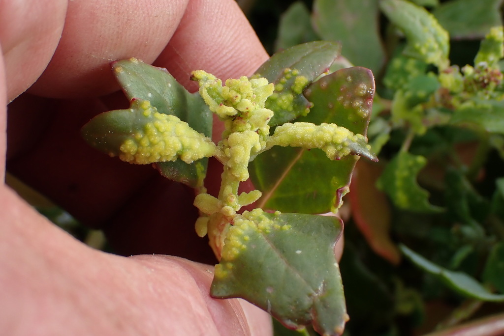 Physoderma pulposum from Dunedin City, Otago, New Zealand on January 14 ...