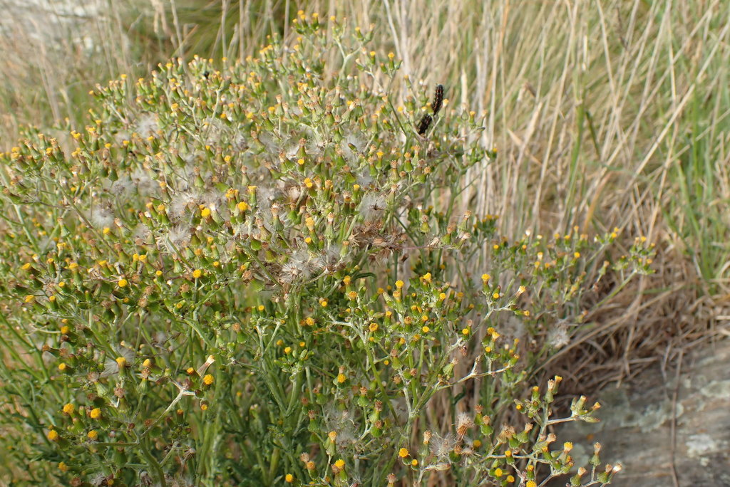 Cutleaf burnweed from Dunedin City, Otago, New Zealand on January 14 ...