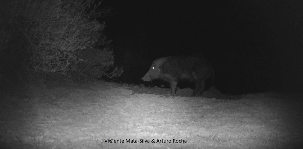 Wild Boar from Hudspeth County, TX, USA on November 6, 2020 at 08:22 PM ...