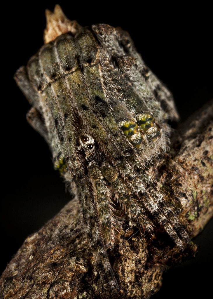 Twig Spiders from Diwan QLD 4873, Australia on April 28, 2011 at 01:53 ...