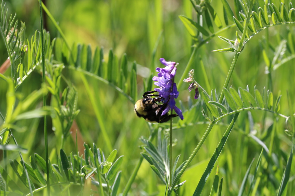 Northern Amber Bumble Bee from Hastings County, ON, Canada on June 7 ...