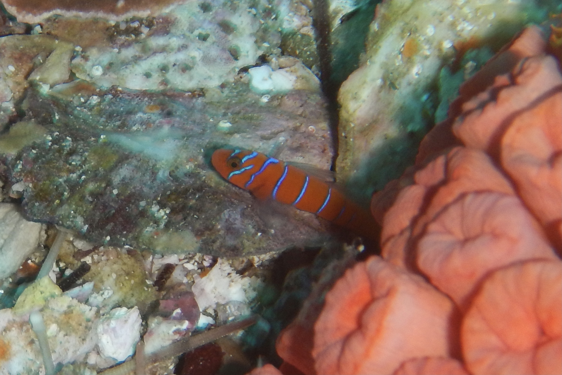 Lythrypnus cobalus Bussing, 1990