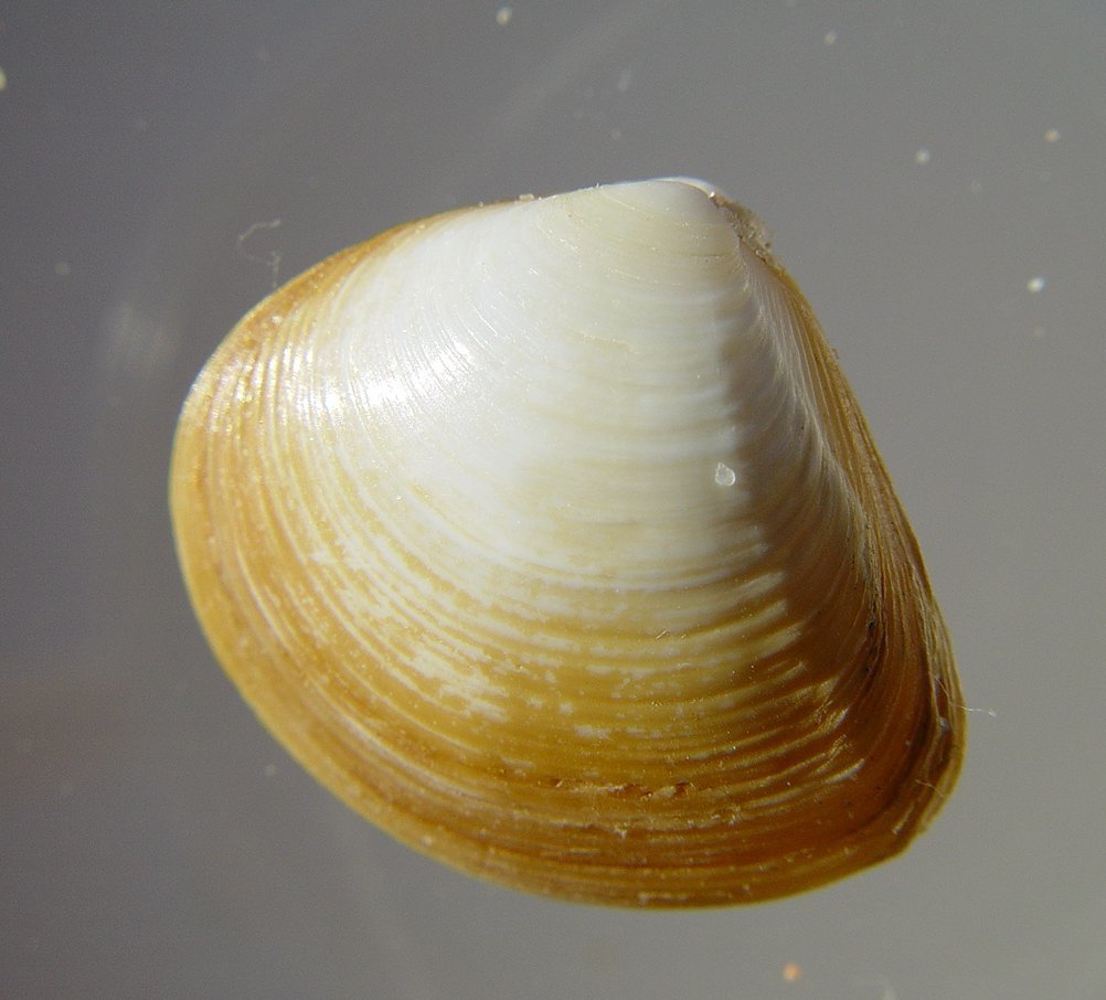 Striated Little Trough Shell from Shark Bay WA 6537, Australia on May ...