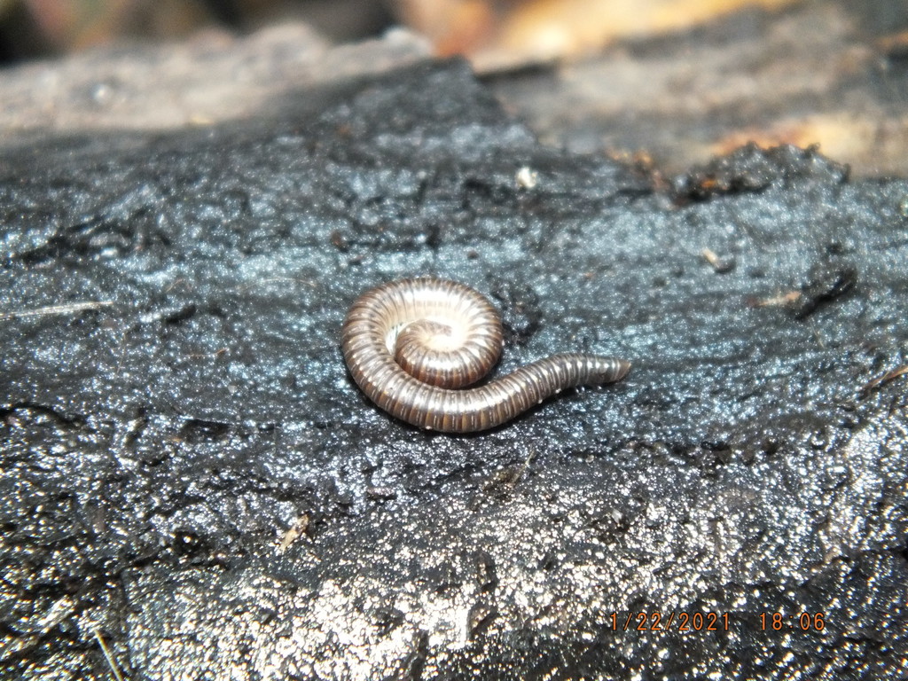 Parajulid Millipedes from Lake Butler, FL, USA on January 22, 2021 at ...