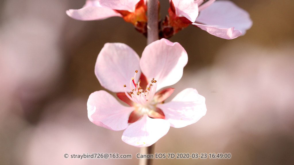 Chinese Wild Peach from 中国北京市门头沟区 on March 23, 2020 at 04:49 PM by Nan ...