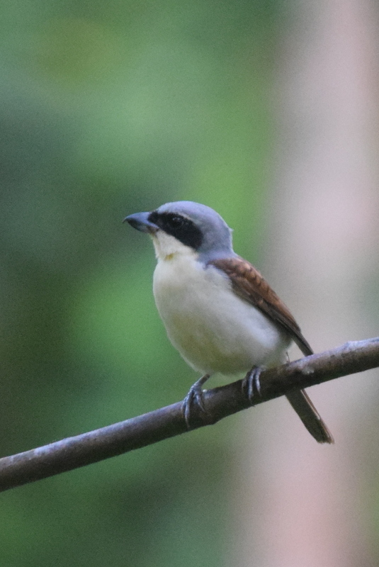 Tiger Shrike (Birds of Singapore) · iNaturalist