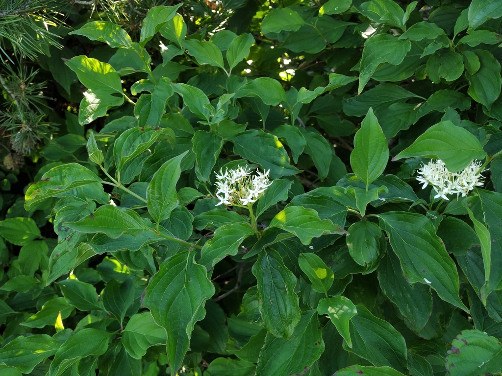 Southern Dogwood from Ай-Петринская яйла (у шоссе), Ялтинский горно ...