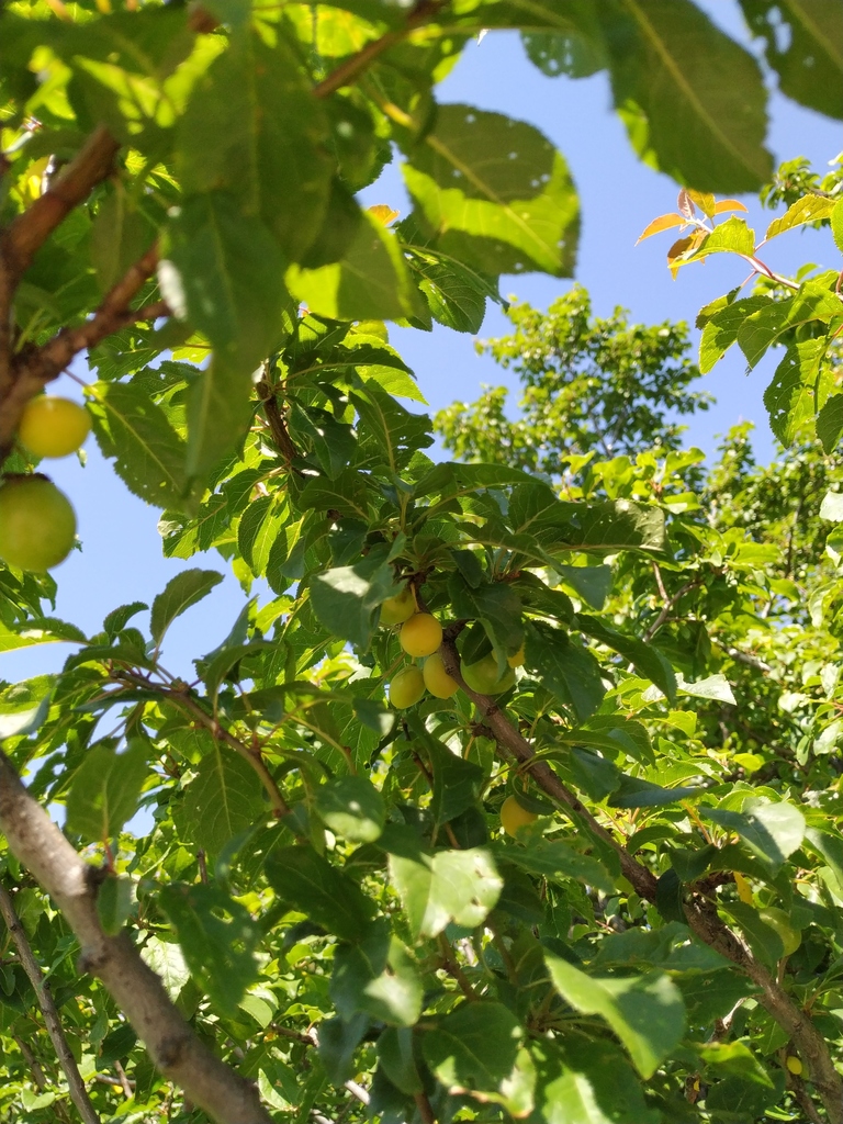 Cherry-plum from Ай-Петринская яйла (у шоссе), Ялтинский горно-лесной ...
