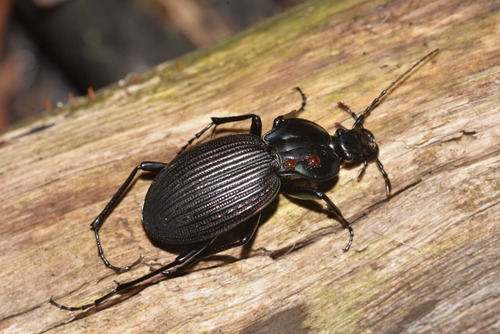 Genus Promegistus · iNaturalist