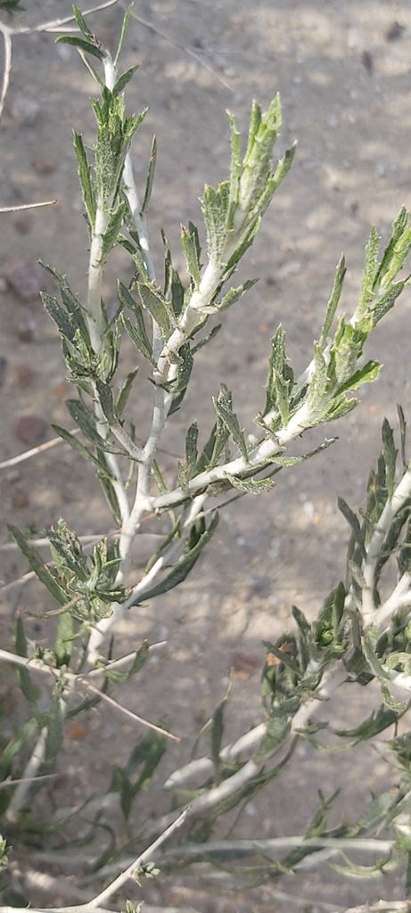 arfaj (Rhanterium epapposum) - Botanical Realm