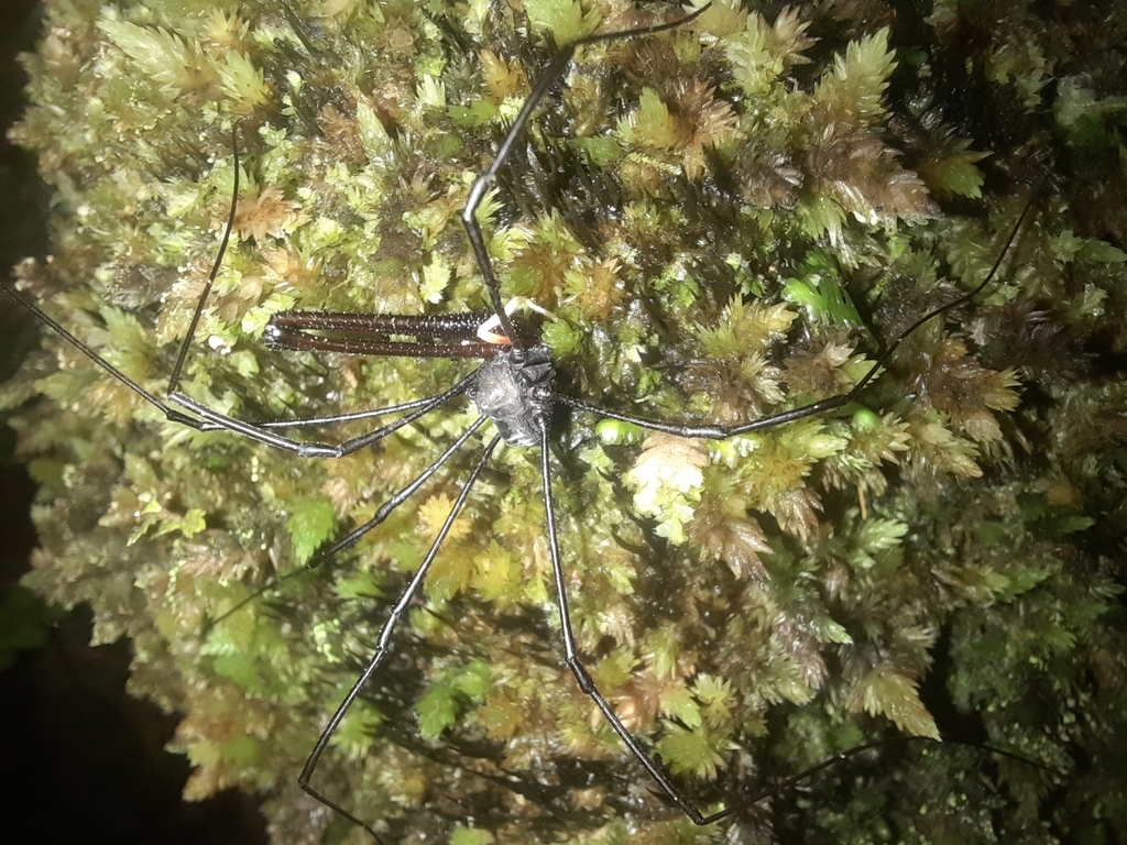 Forsteropsalis inconstans from Charleston, New Zealand on January 25 ...