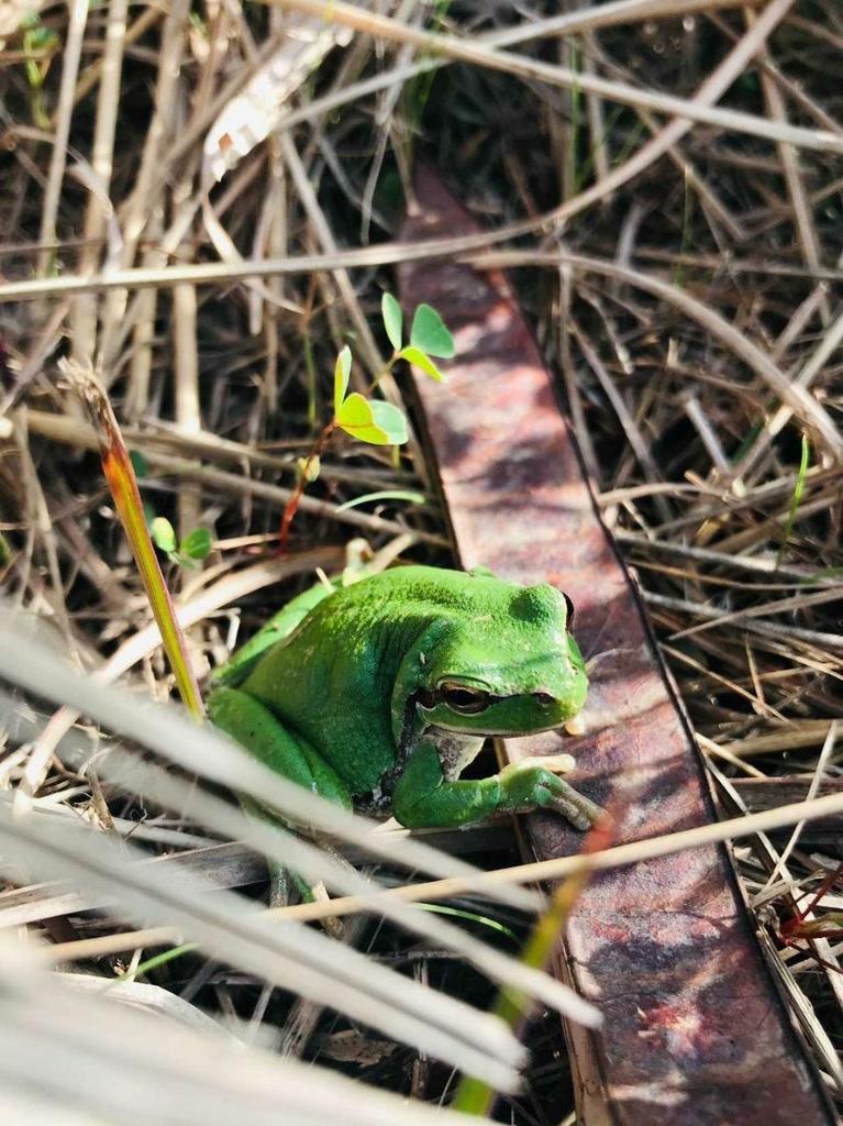 Lemon-yellow Tree Frog from الحلة، العراق on January 24, 2021 at 01:05 ...