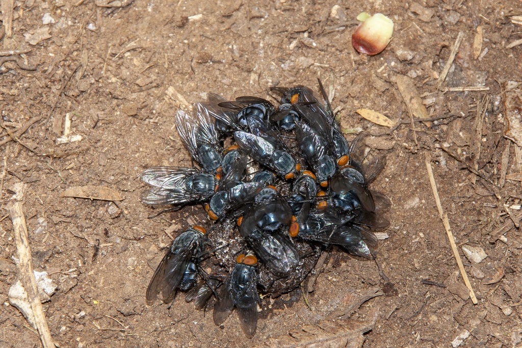 Calliphora lordhowensis from Lord Howe Island, NSW on October 21, 2009 ...