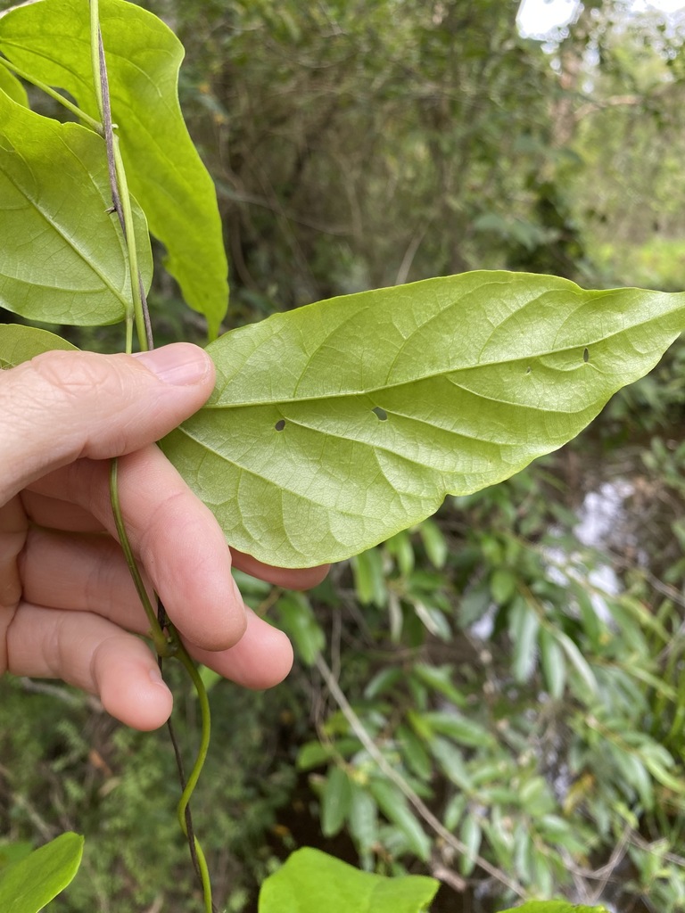 Jade Stingpod (Mucuna gigantea gigantea) - Botanical Realm