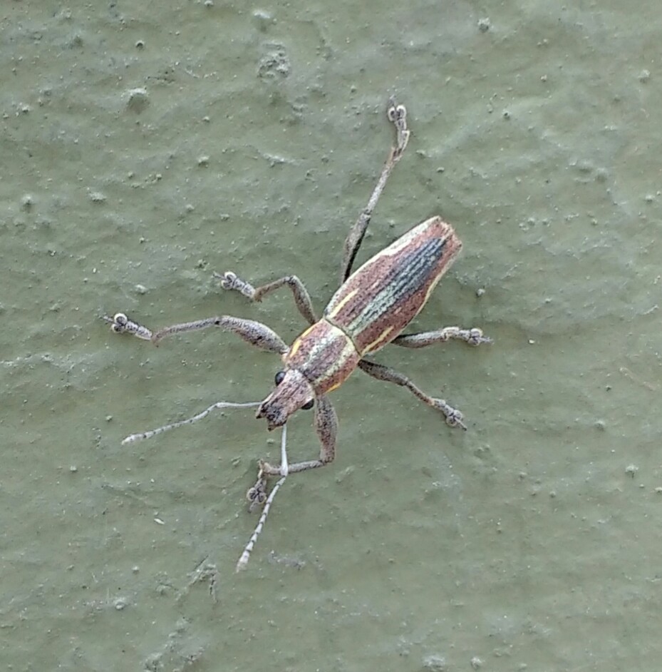 South American Fruit Tree Weevil from Viedma on March 23, 2019 at 12:01 ...