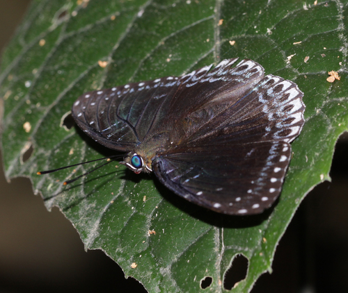 Himalayan Popinjay (Subspecies Stibochiona nicea nicea) · iNaturalist