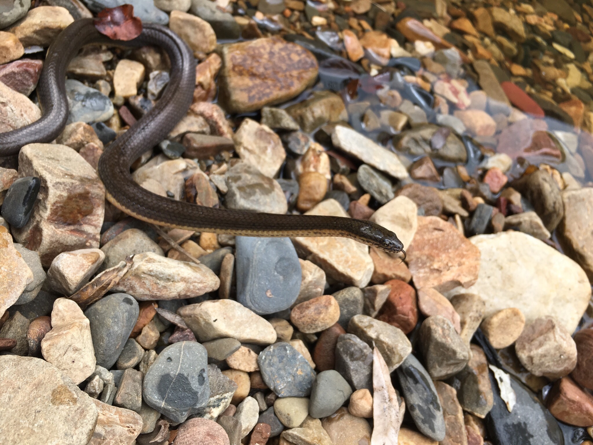 Lycodonomorphus laevissimus (Günther, 1862)