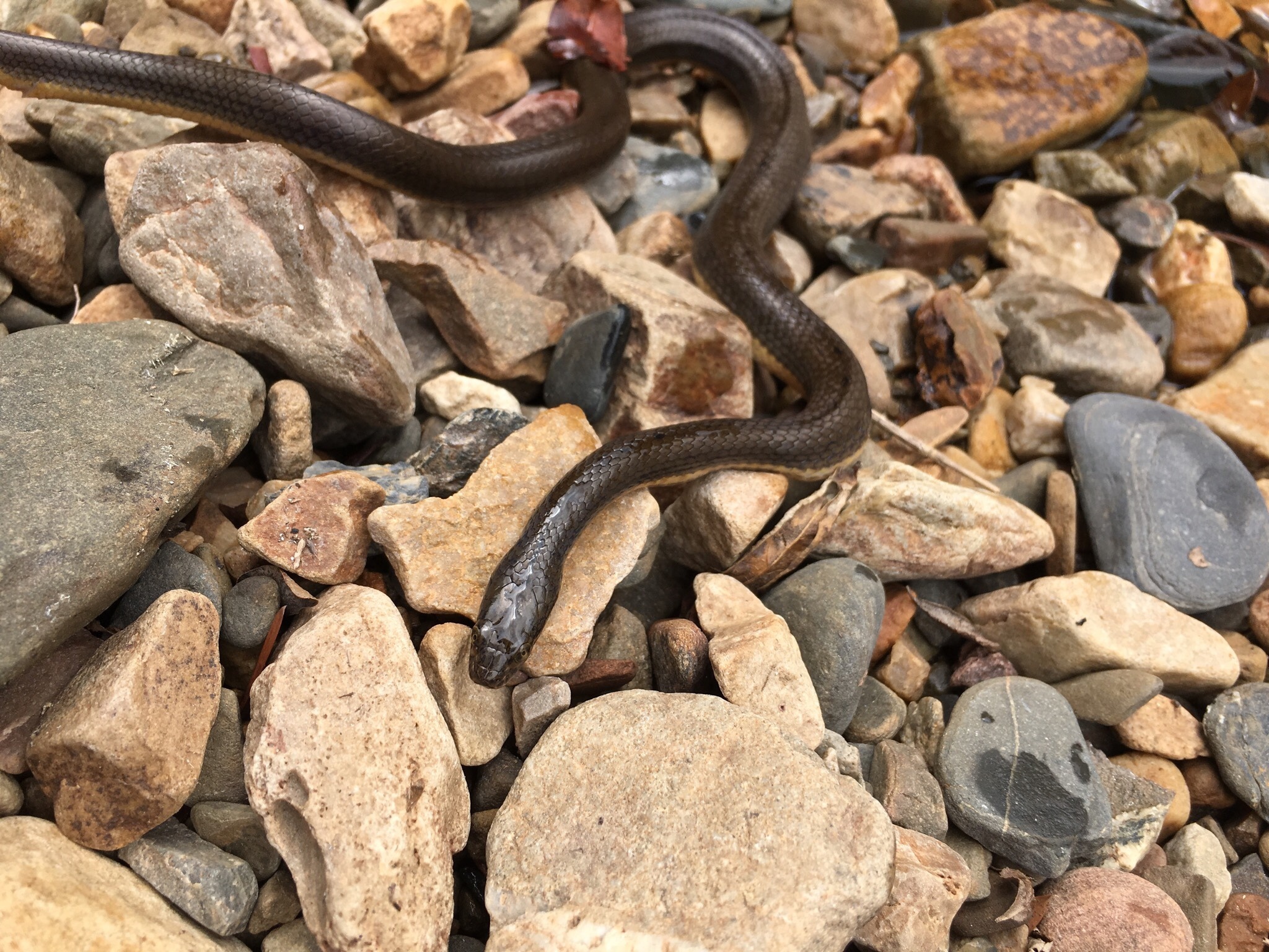 Lycodonomorphus laevissimus (Günther, 1862)