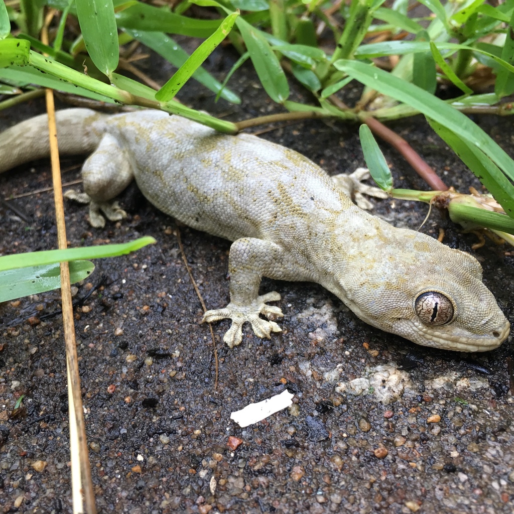 Wahlberg's Velvet Gecko (Reptiles of Botswana) · iNaturalist
