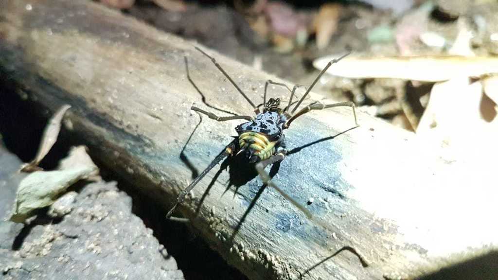 Sadocus dilatatus from Concepcion, Bío Bío, Chile on January 13, 2021 ...