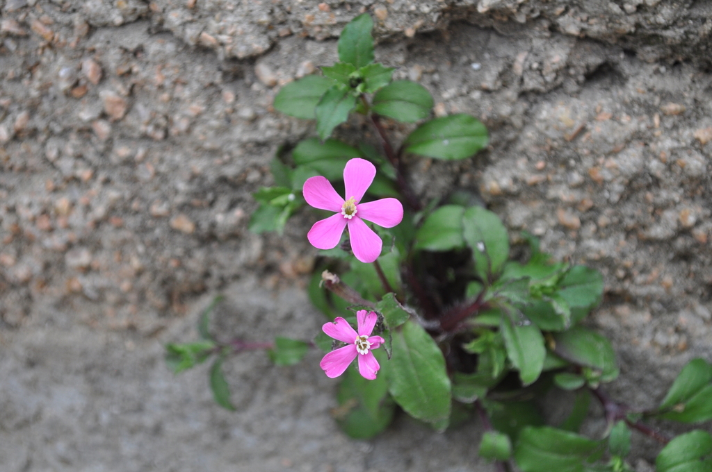 (Silene) - Botanical Realm
