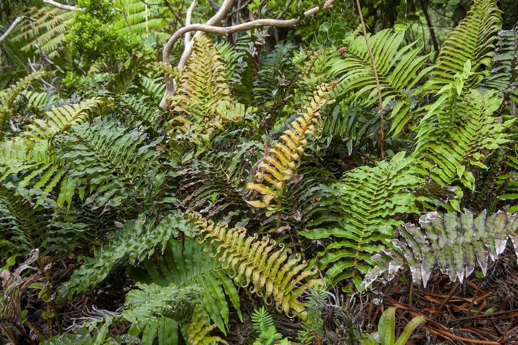 Chain Fern Family from Lord Howe Island, NSW on October 24, 2009 at 11: ...