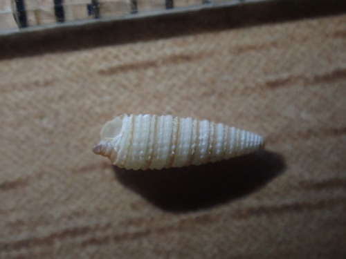 Nototriphora regina · iNaturalist