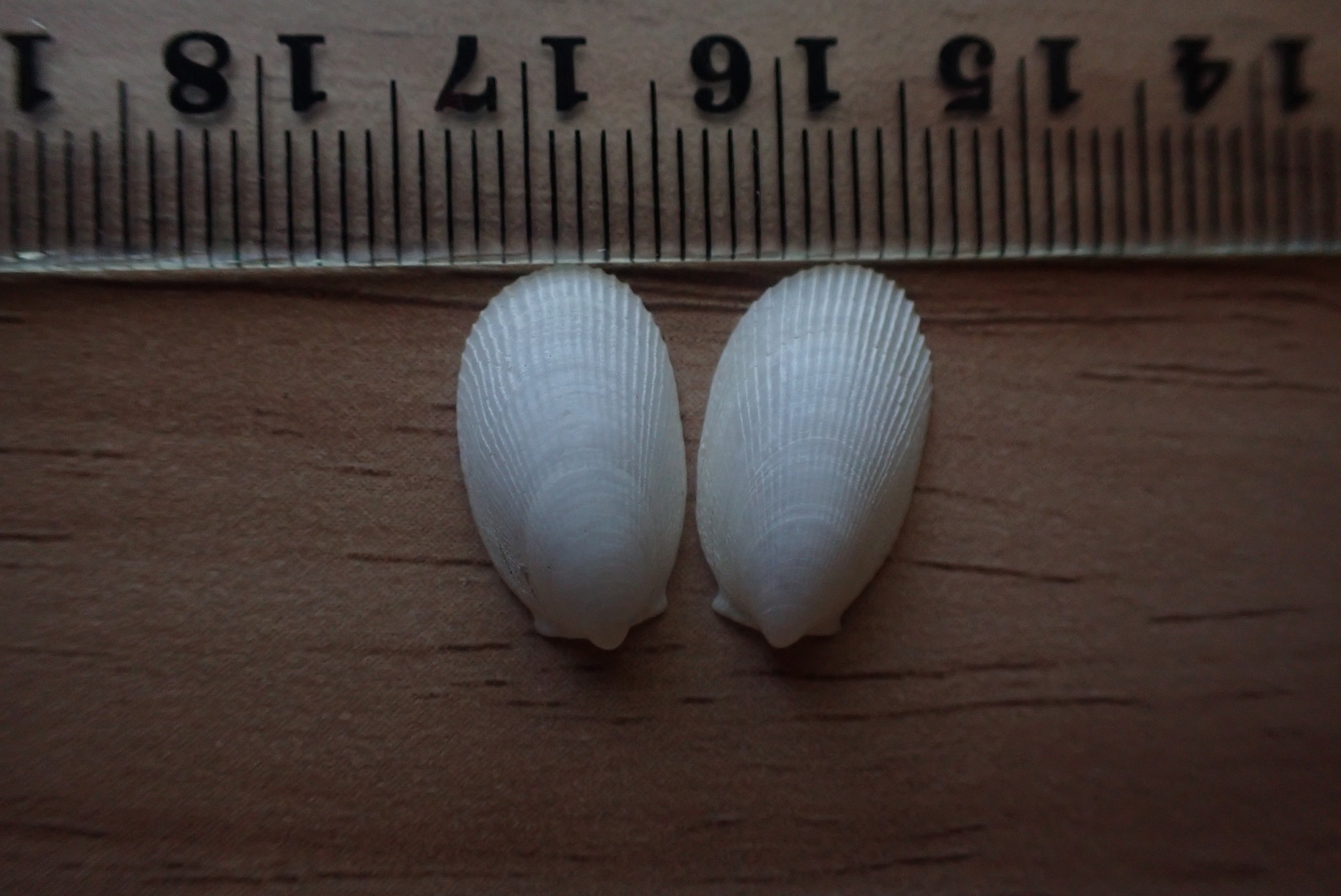 Limatula maoria Finlay, 1926