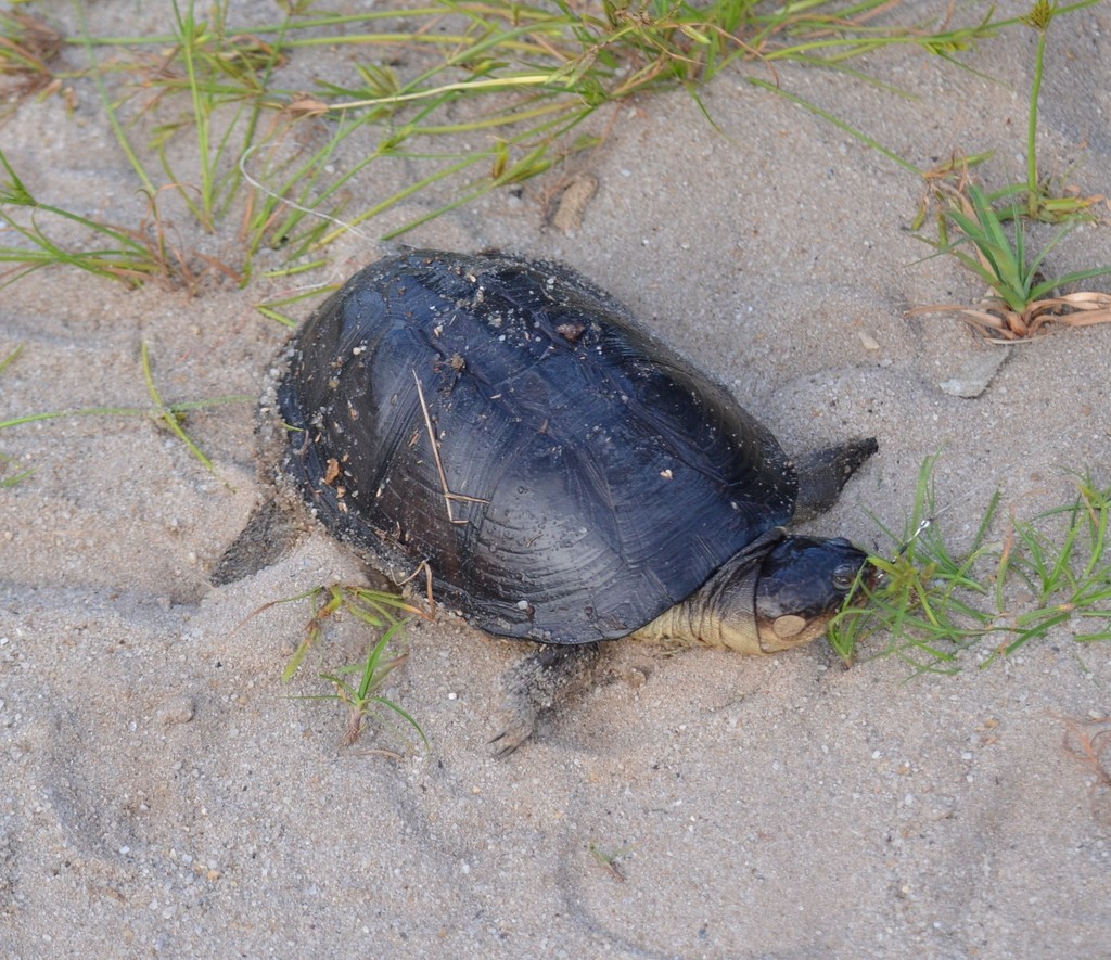 West African Mud Turtle from Sainte-Rita, Cotonou, Benin on July 14 ...