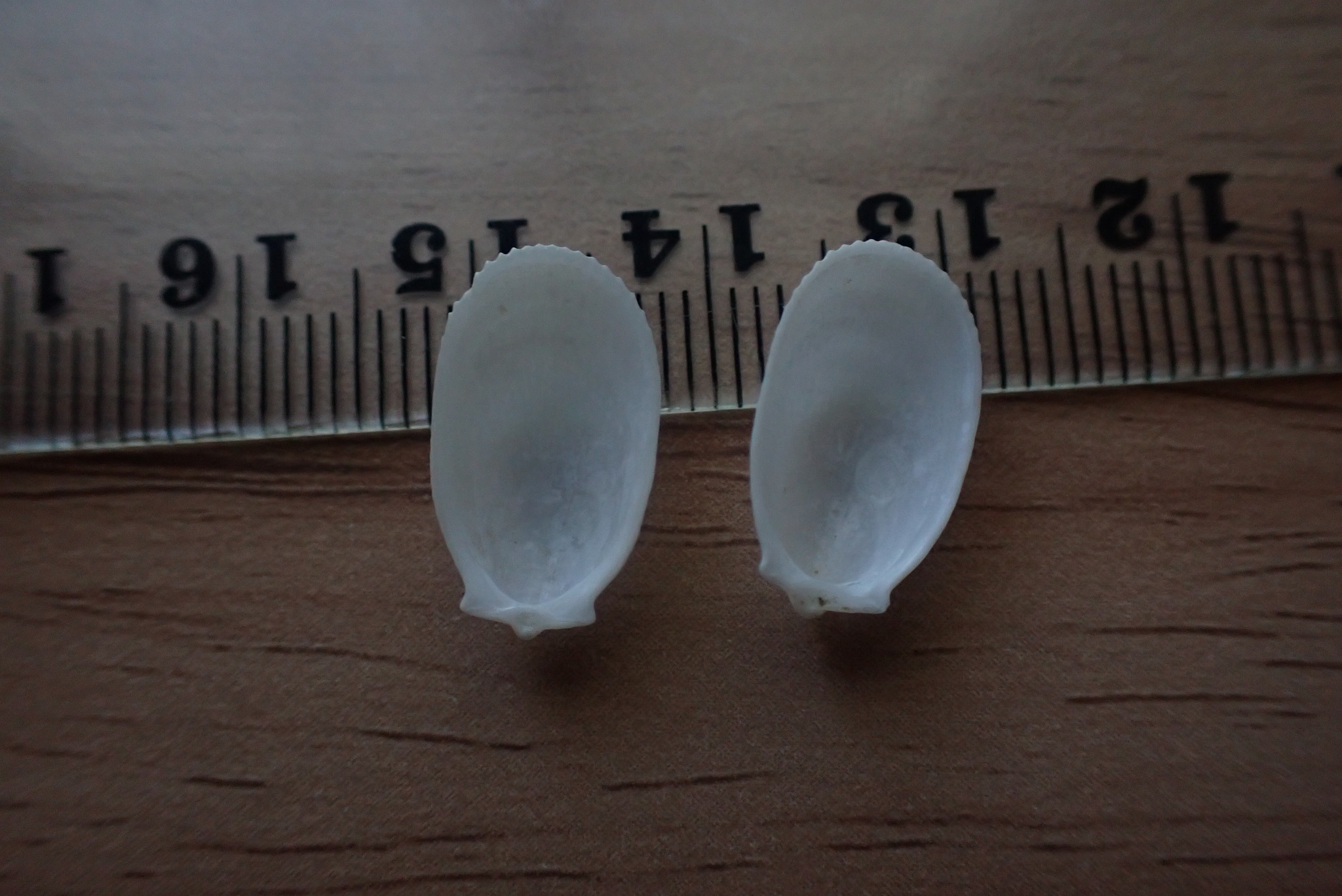 Limatula maoria Finlay, 1926