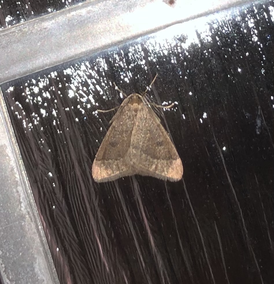 Early Moth from Eglingham Way, Morpeth, England, GB on January 25, 2021 ...