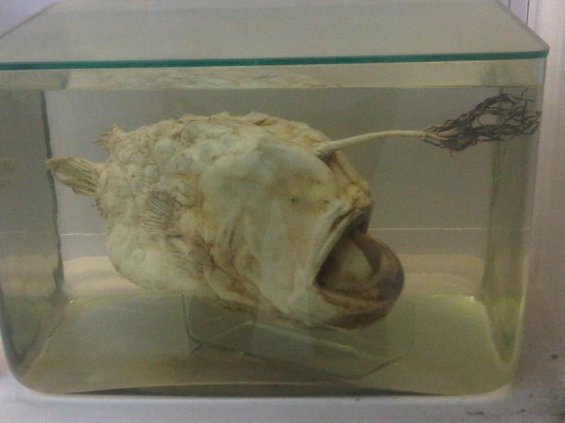 Atlantic Footballfish (Himantolophus groenlandicus) - Marine Life ...
