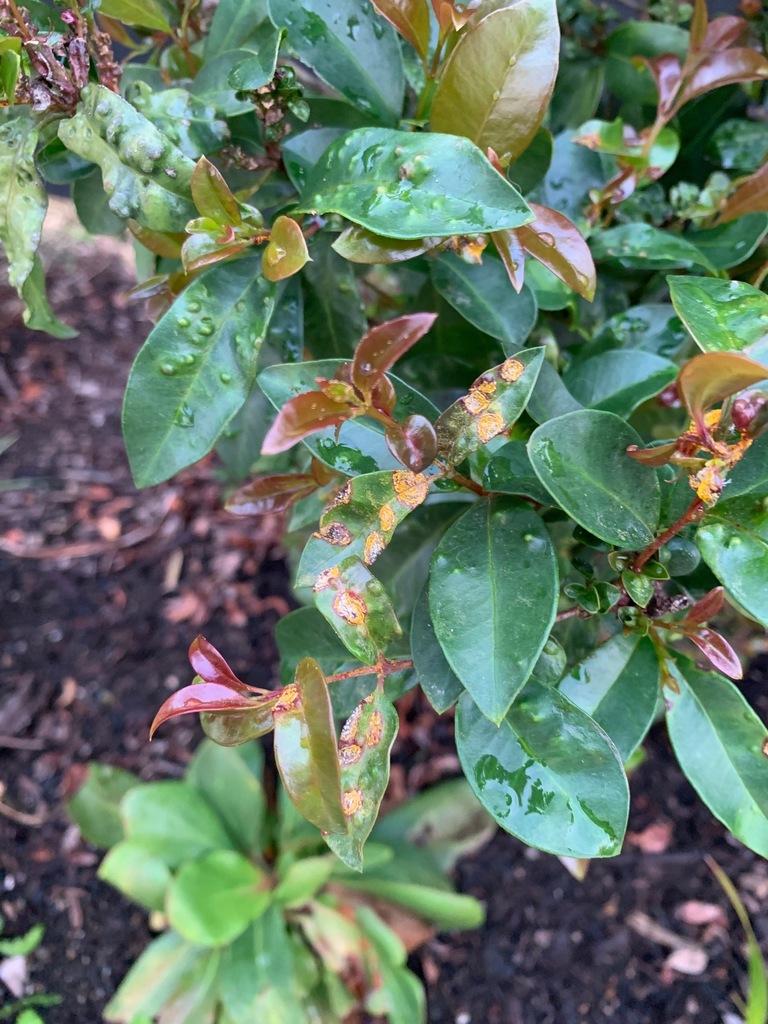 Myrtle Rust from North Shore, Hauraki, Auckland, New Zealand on January ...
