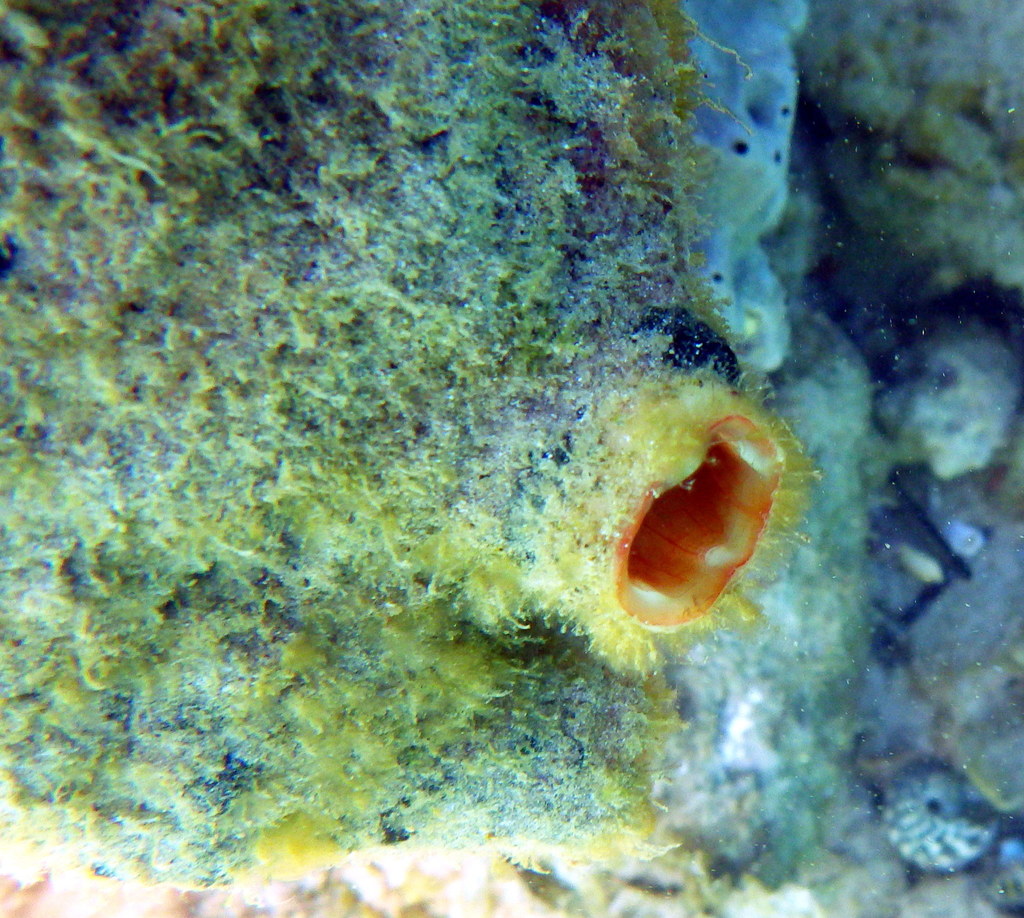 Mauve-mouth Ascidian from Port Noarlunga jetty - inner half, South ...