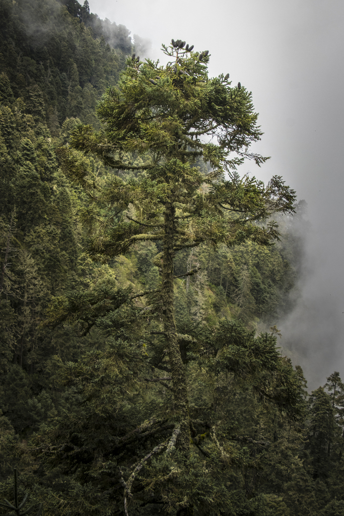 (Abies religiosa mexicana) - Botanical Realm