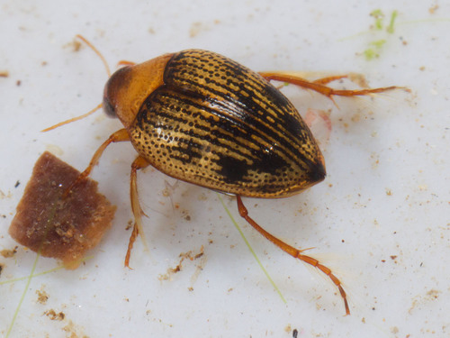 Haliplus (Coleoptera of Ohio) · iNaturalist