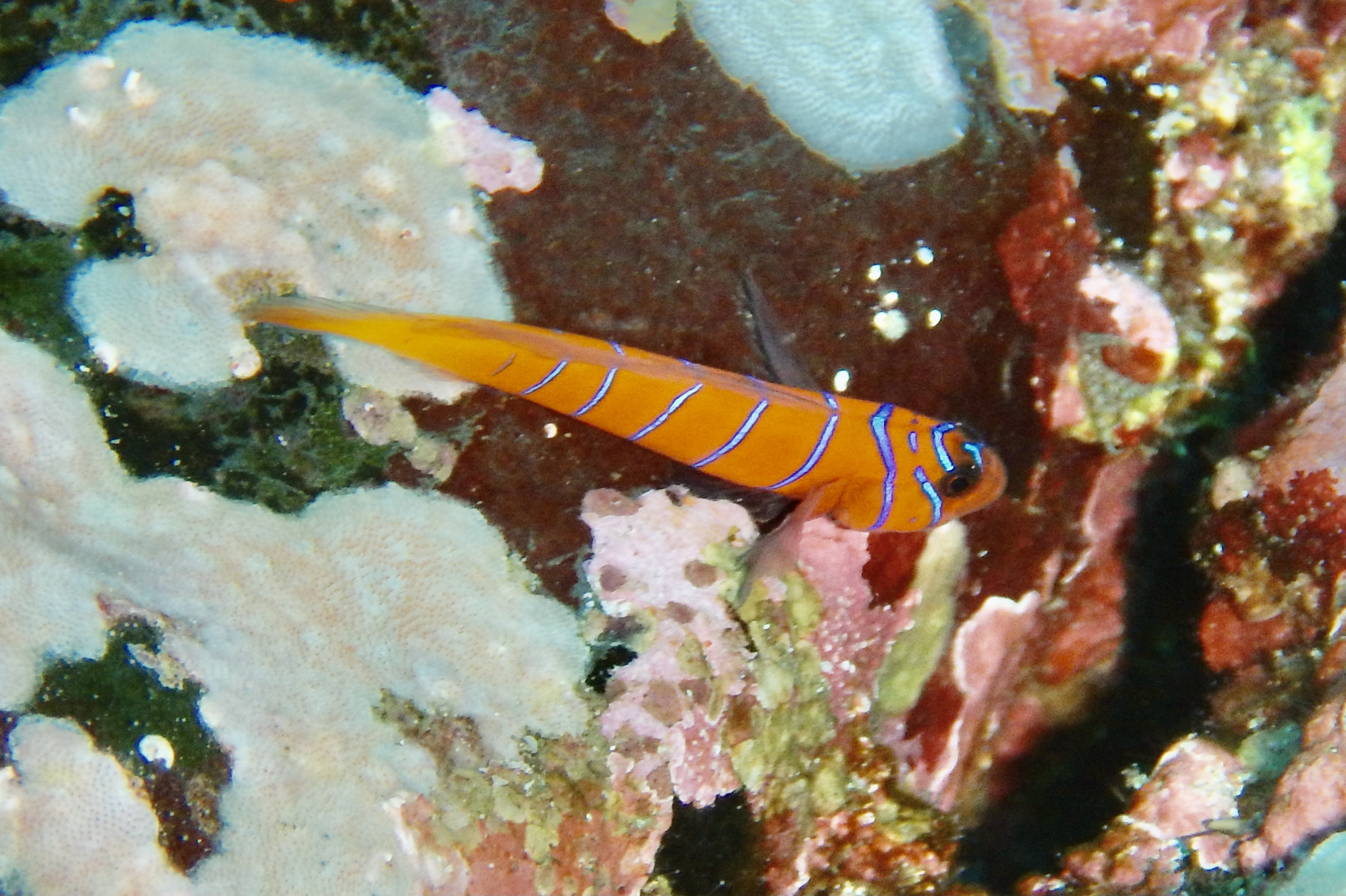 Lythrypnus cobalus Bussing, 1990